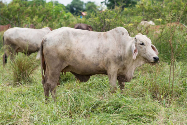 Ciri-Ciri Sapi Brahman Cross (BX) dan Cara Penggemukannya - Mahesa Laksita